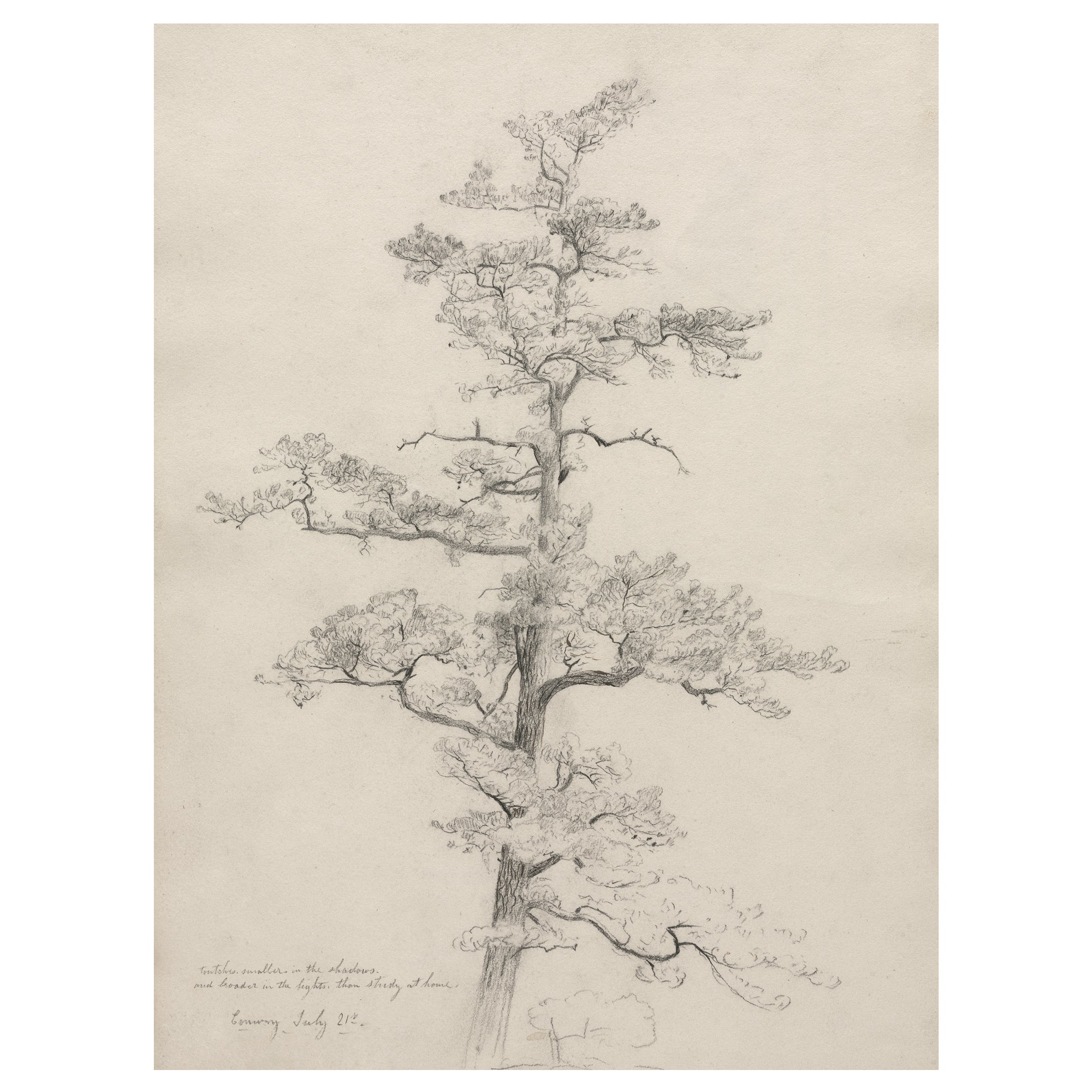 Pine Tree Study – Love sort of